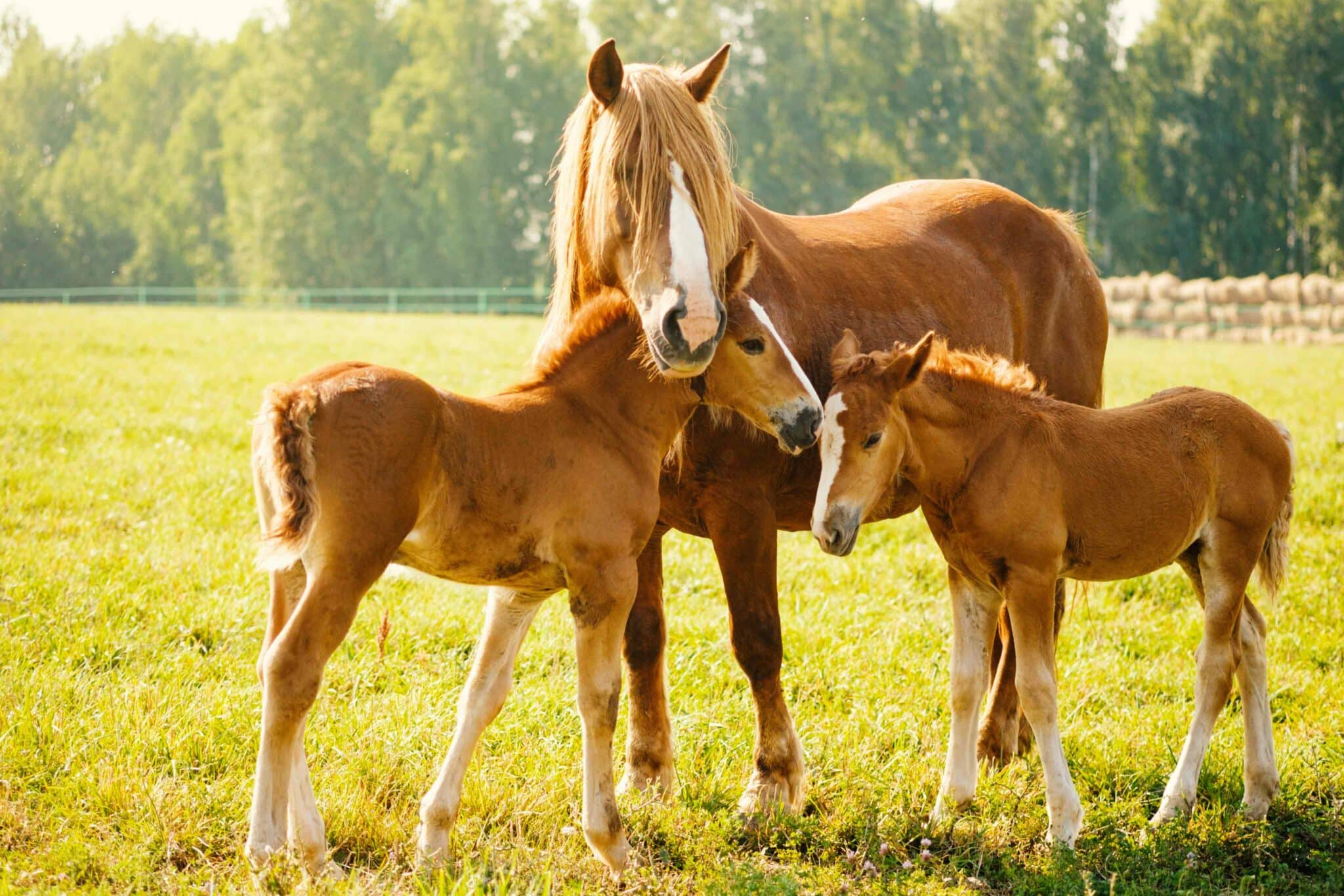 Advanced Diagnostics & Imaging - Rocky Branch Veterinary Services